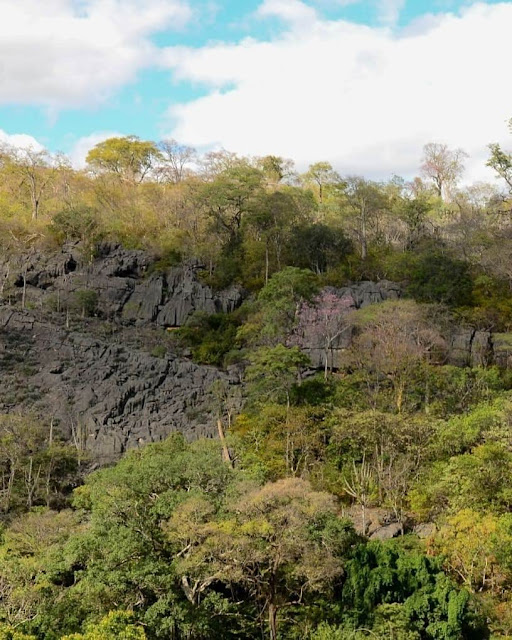 Onde as Plantas Crescem - Nitossolos