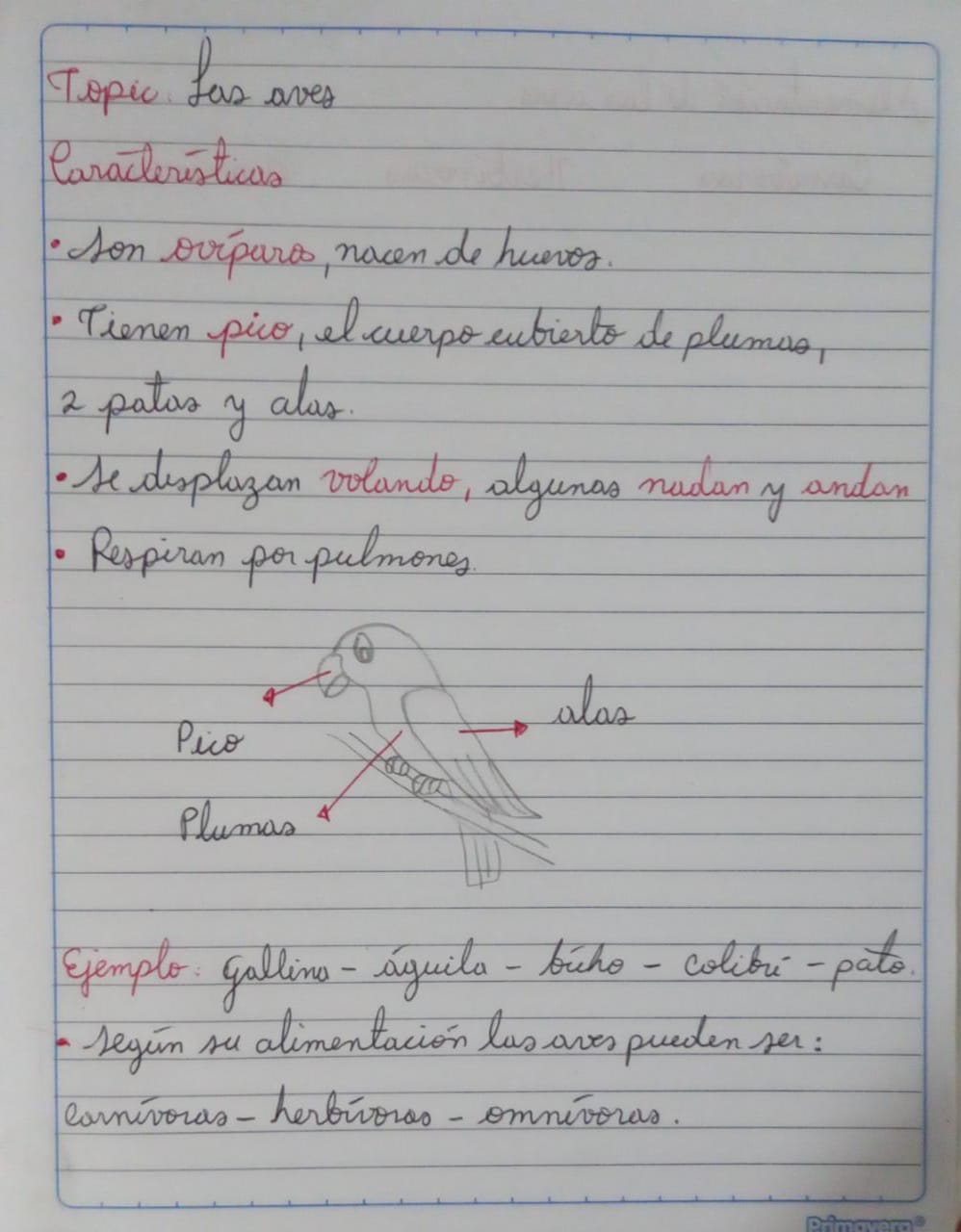 Natusfera: Second grade - las aves