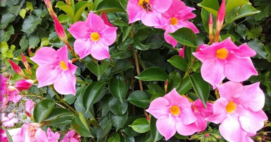 HOW TO Grow Colorful, Mandevilla Vines
