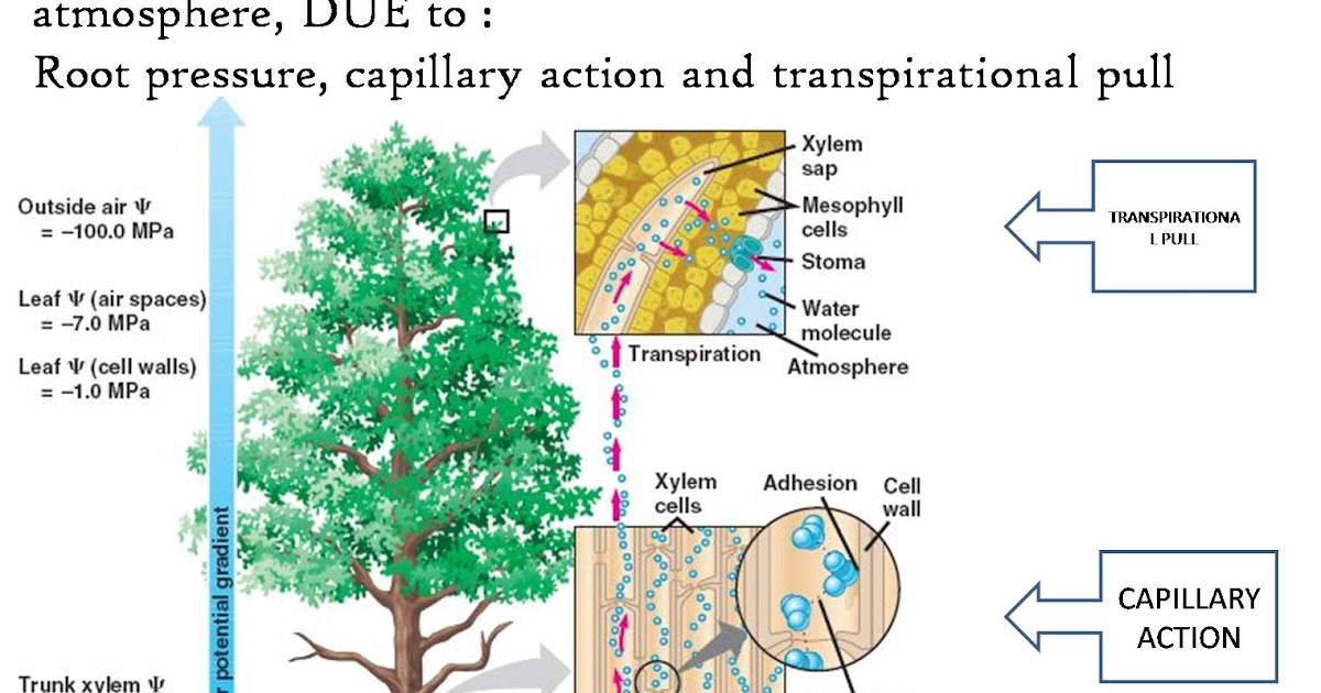 Biology 10: Topic 9: How plants work
