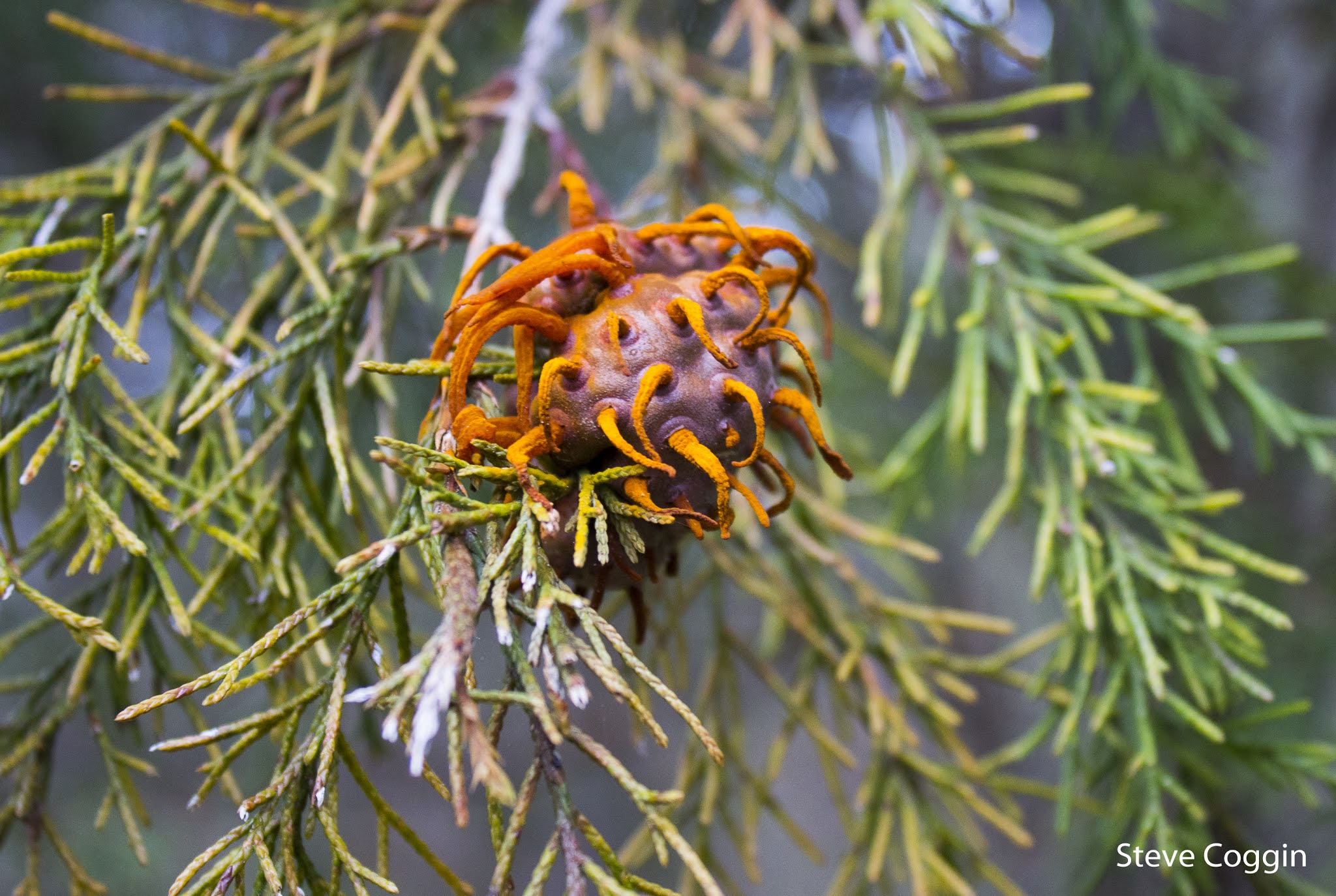 The Incompleat Naturalist: Cedar-apple Rust
