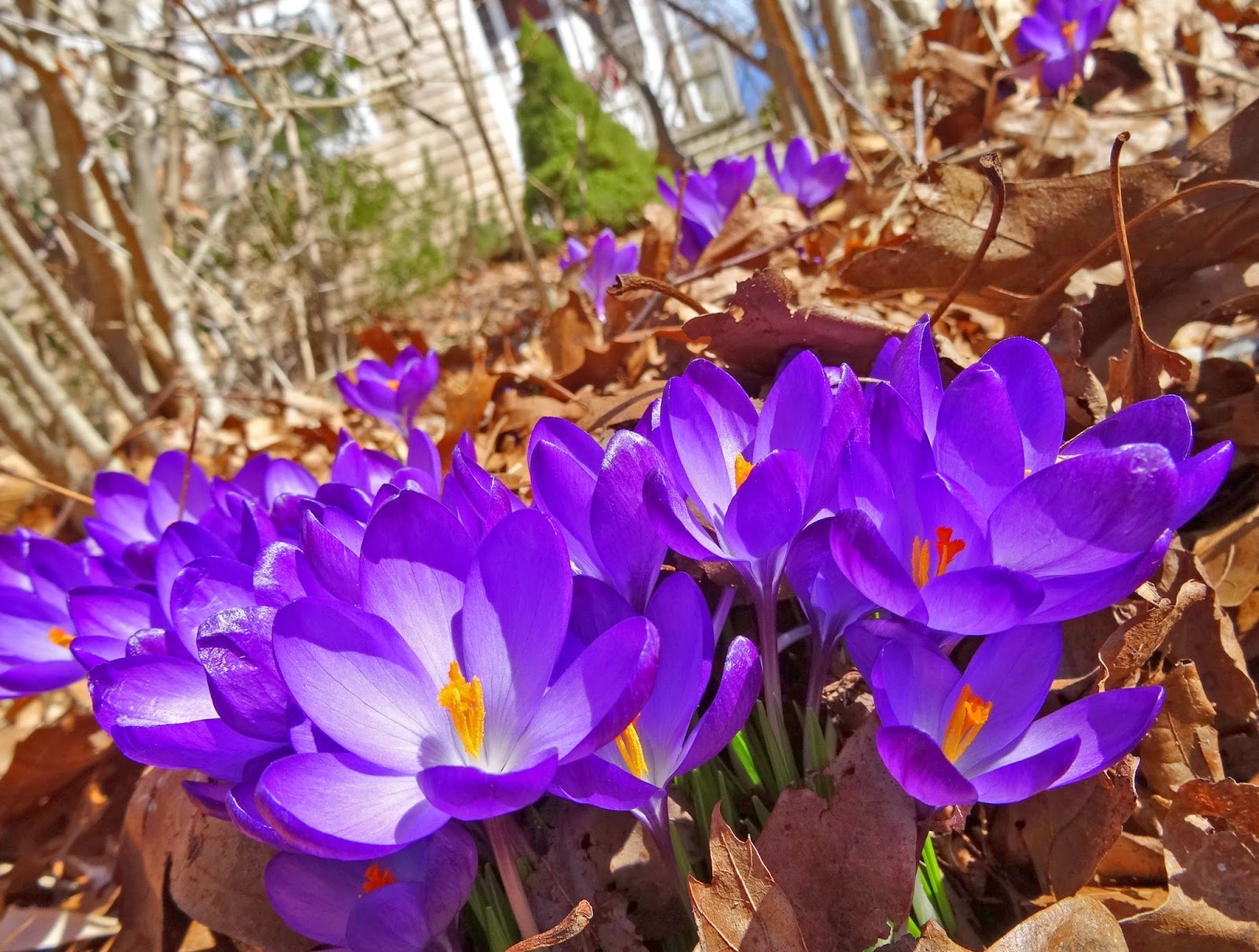 Joe's Retirement Blog: Spring is Here, Bartlett Pond, White Horse Beach ...