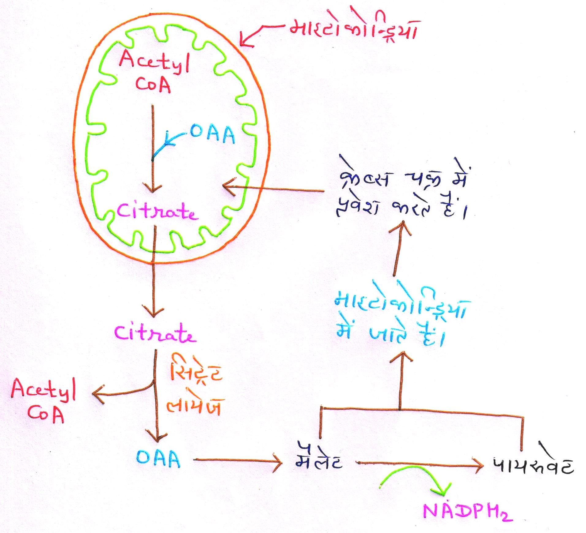 Metabolism of Lipids:- Beta Oxidation, Biosynthesis of Fatty Acids
