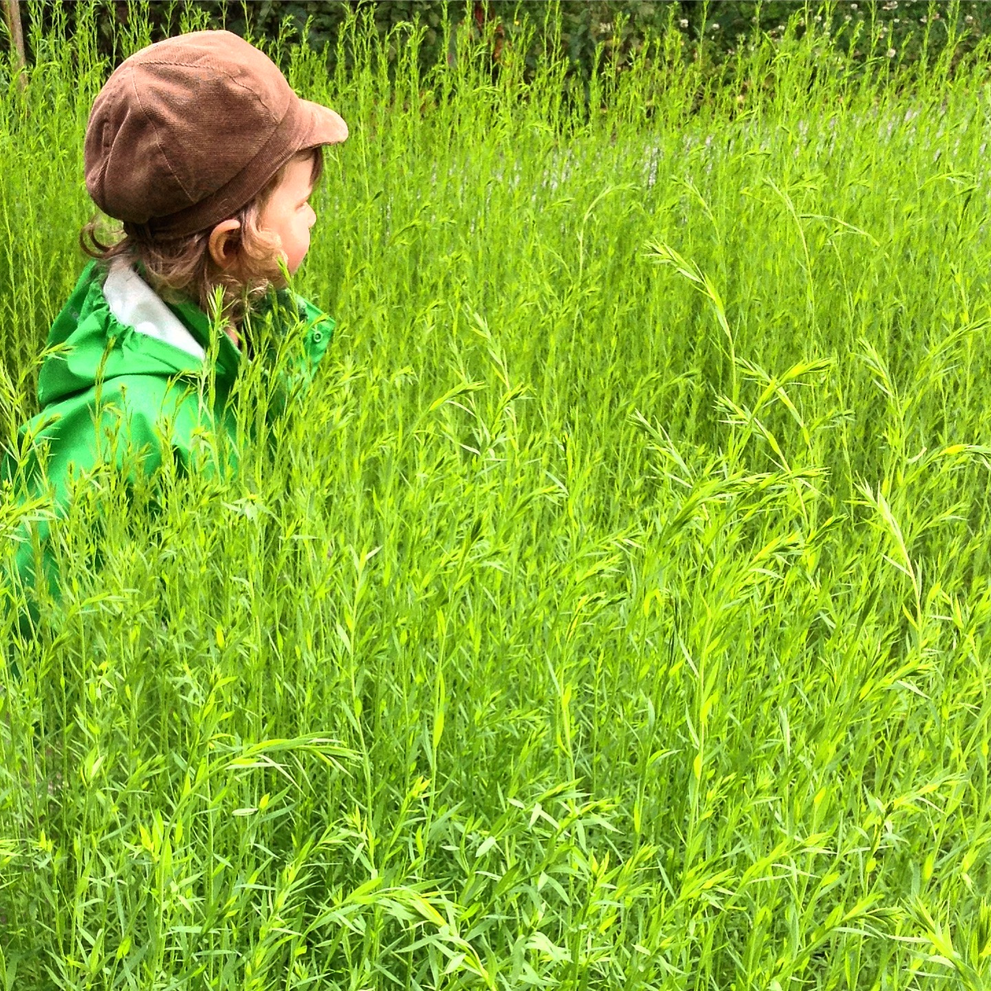 ALFA Secondary school - The Linen Project - Flax pulling, drying ...