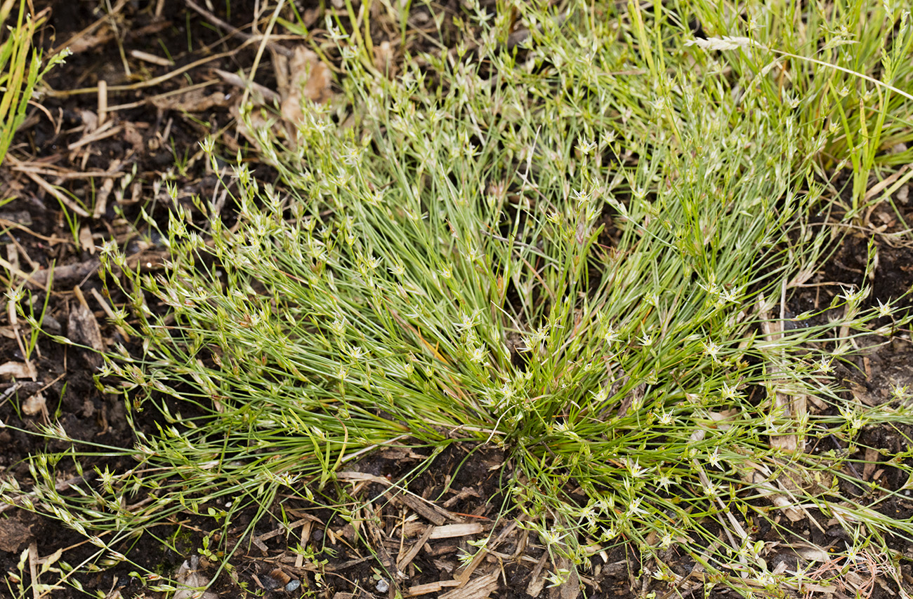 One Morning | Naturally