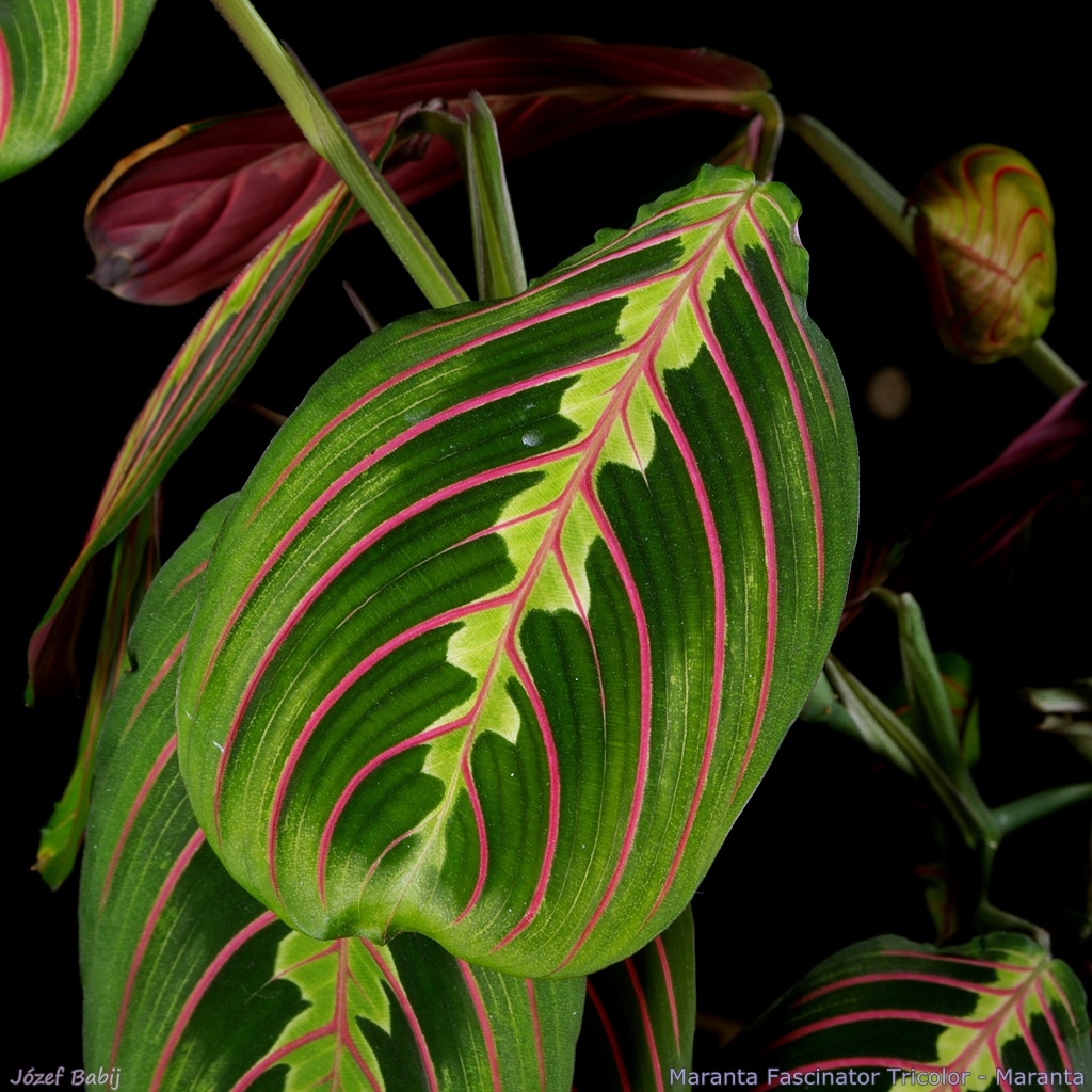 Plant Gallery - Encyklopedia Roślin: Maranta Fascinator Tricolor - Maranta