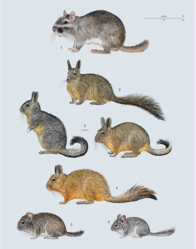 The Silver Fox: Loving The Fur You Are In, Forever & Ever, Amen ...