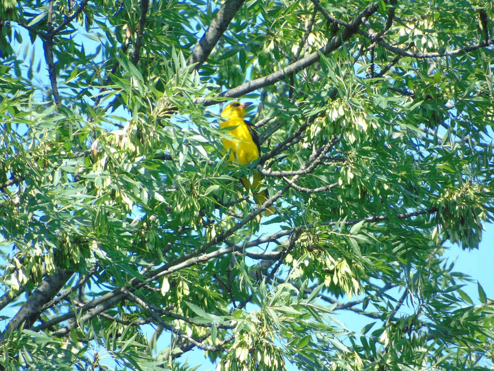 PASARI DIN ROMANIA: GRANGUR, Oriolus oriolus
