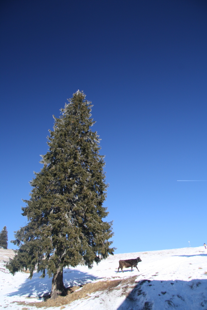 Maci in par: Revelion 2012 cu bucurii simple, la Cabana Prejba