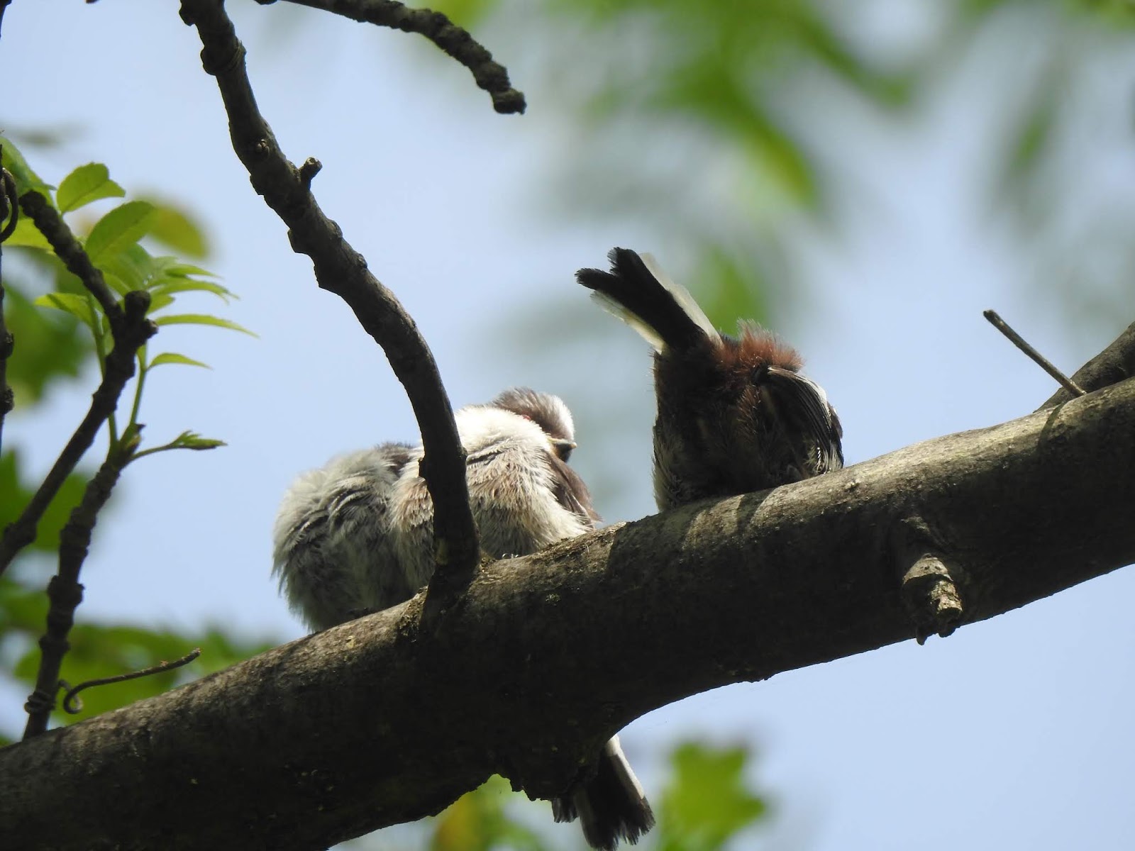 PASARI DIN ROMANIA: PITIGOI CODAT, Pui si juvenili (2), Aegithalos caudatus