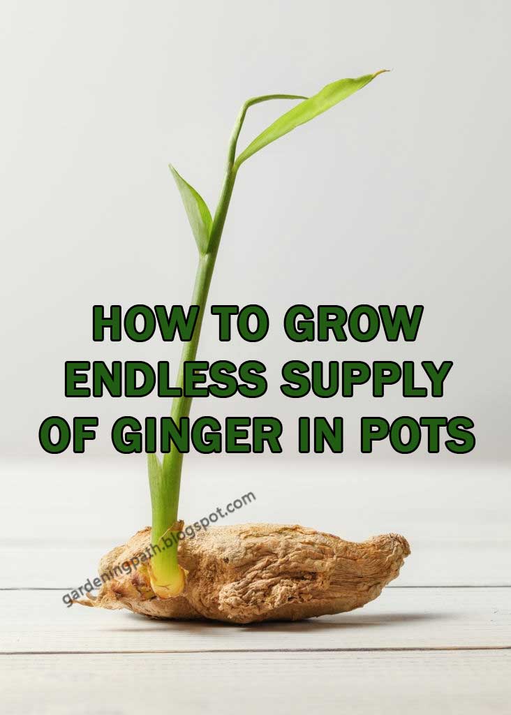 HOW TO GROW ENDLESS SUPPLY Of GINGER IN POTS