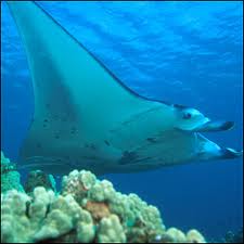 Nature & Culture: Arraia-Jamanta