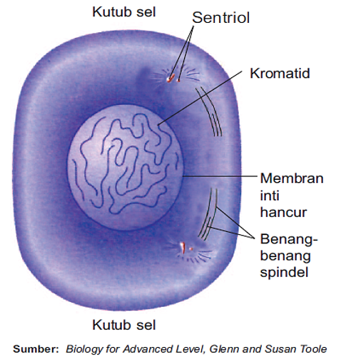 Biologi Kelas 12 | Pembelahan Sel - Dewanto, S.Pd.