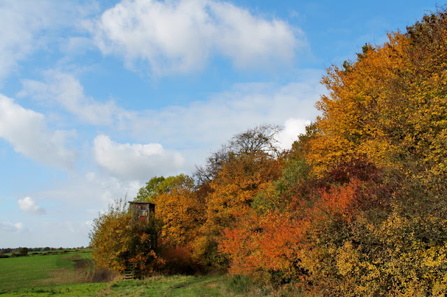 mano's welt: herbst im elm