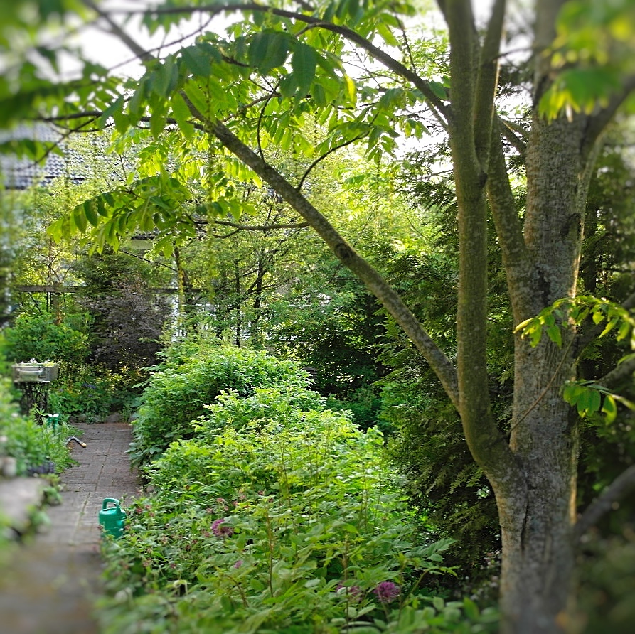 Floral Passions: Japanische Flügelnuss - Japanese Wingnut