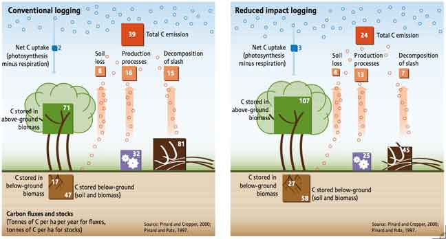 A personal forest - resilience