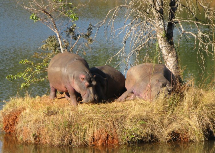Gone To Smell the Roses: Swaziland - Hippopotamus at Mlilwane Nature ...
