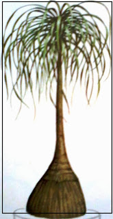 Elephant foot tree - Plants and Leaves