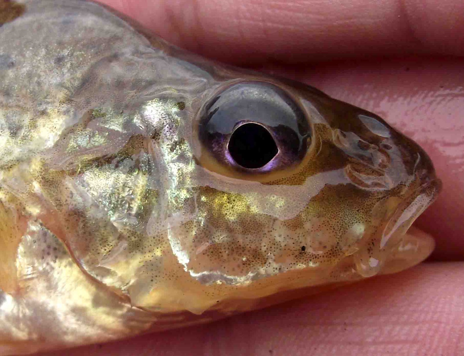 The Lure of Angling: Catching the smallest fish using the biggest bait.
