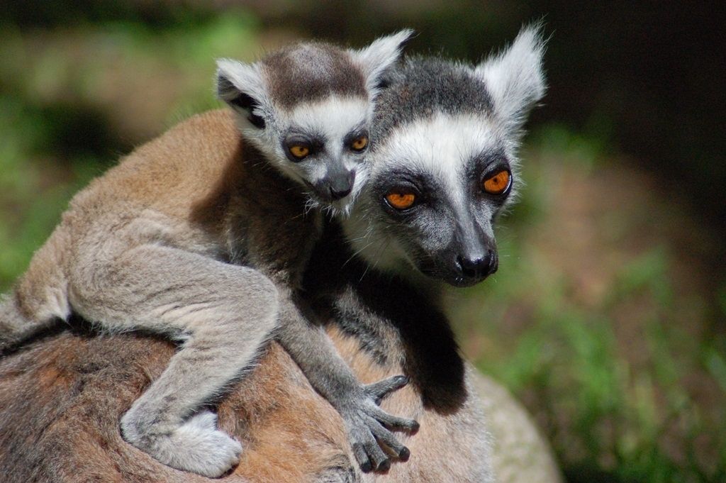 20 Adorable Photos of Lemurs - Best Photography, Art, Landscapes and ...