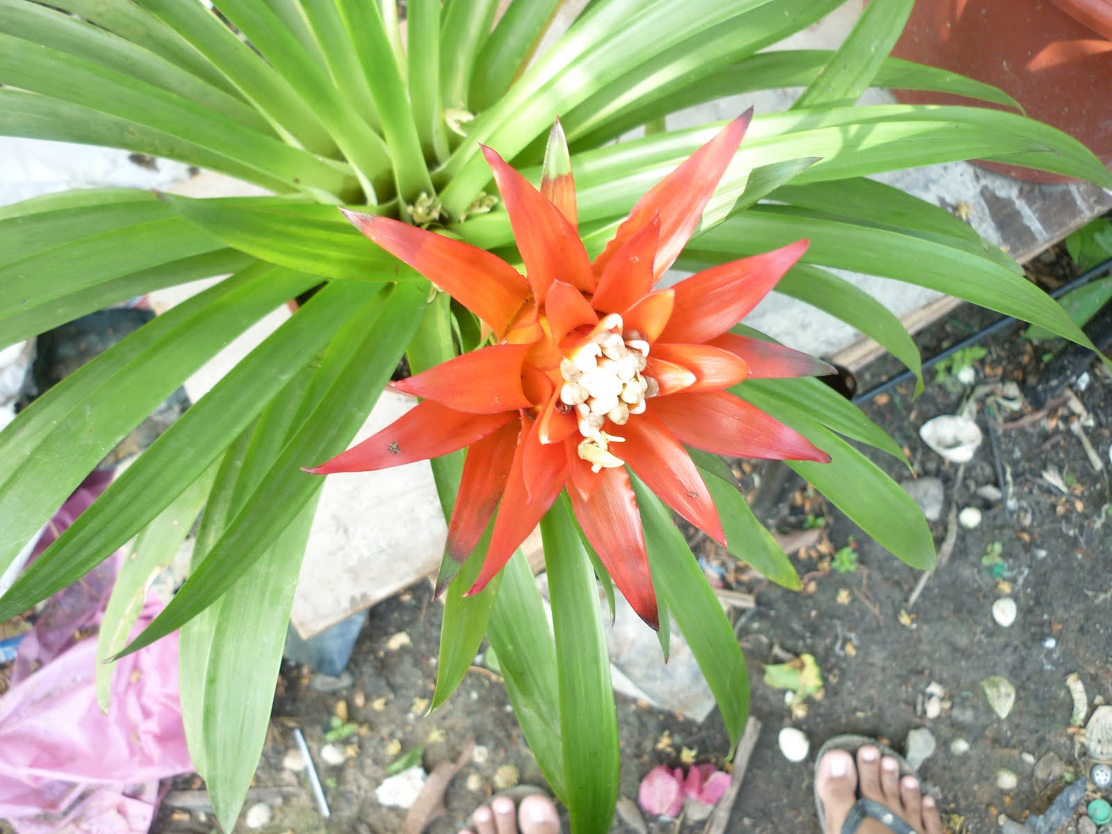 M@hlig@i !st@n@ B@hag!@: BUNGA NENAS