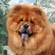 A vida de um Cão : Xau Xau ou Chow Chow