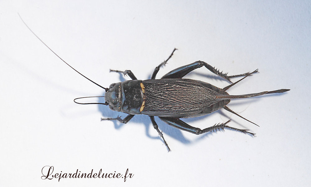 Gryllus bimaculatus, Grillon provençal, une femelle