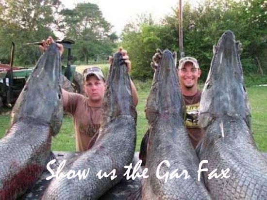 smallest gar species