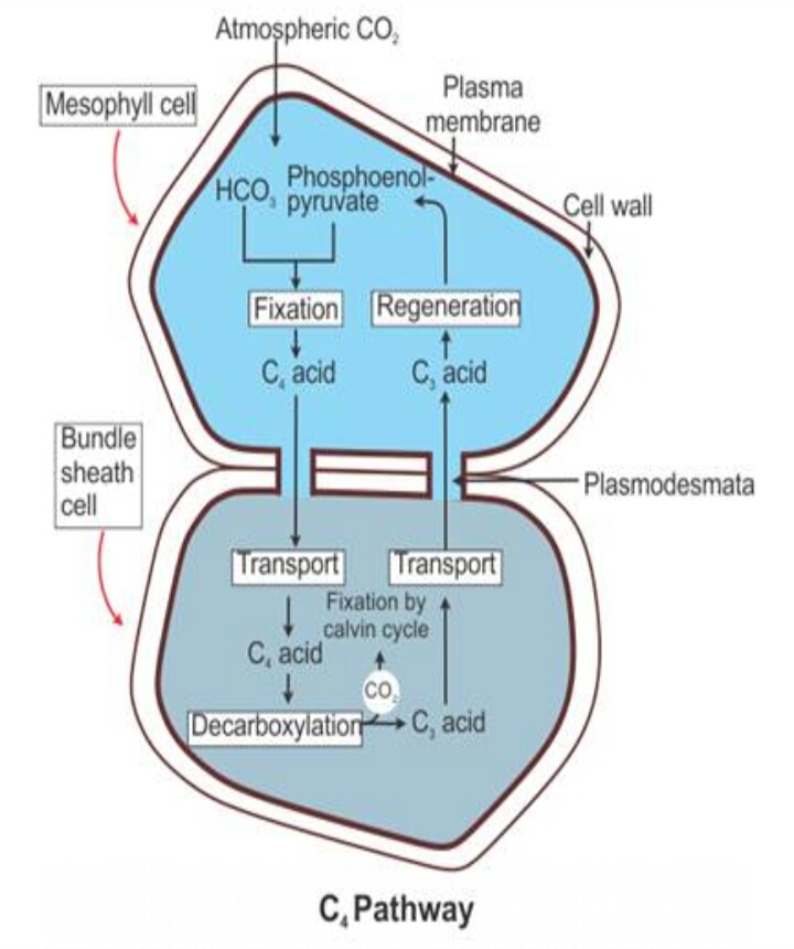 Hatch-Slack (C4) Pathway of CO2 Fixation