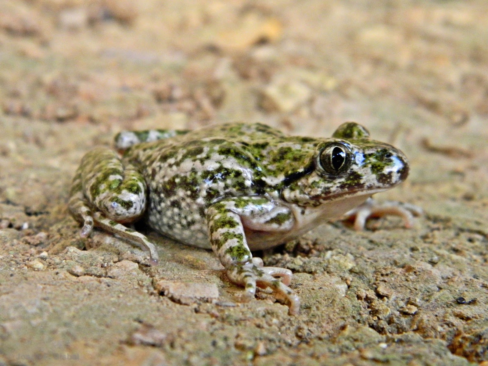 (Paleo-)Herpetología: Pelodytes hespericus - Sapillo moteado mediterráneo