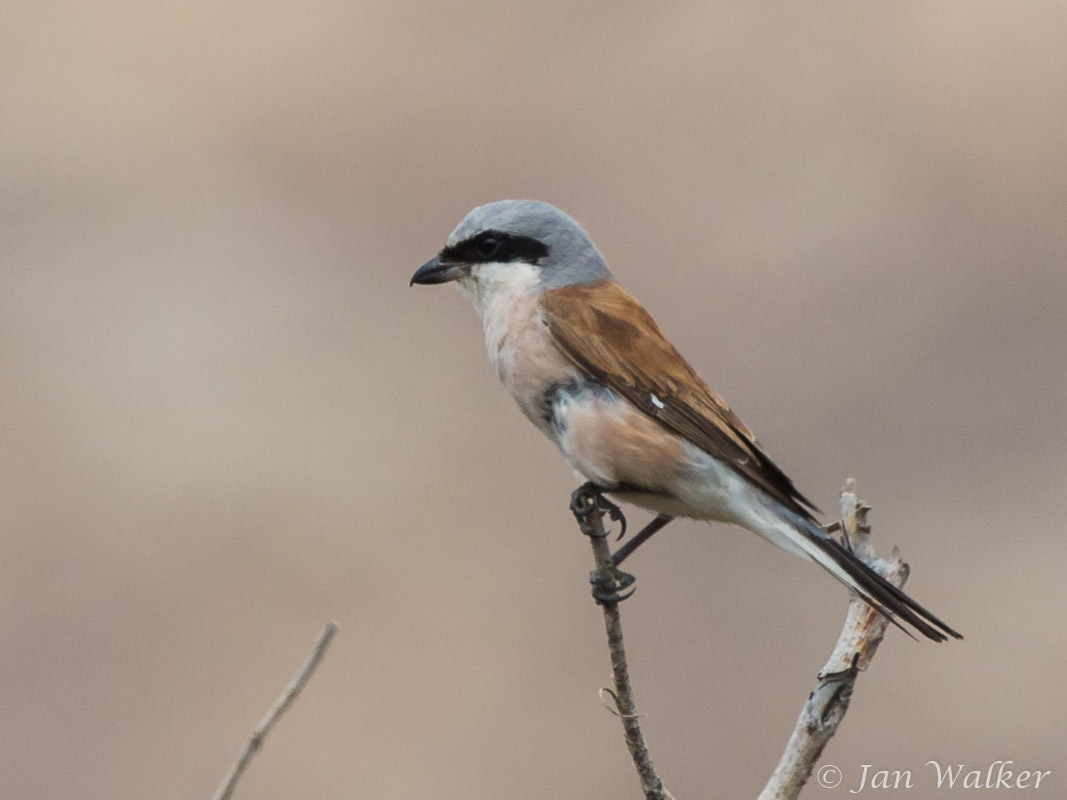 Cyprus Birds and Nature: Mavrokolympos Dam