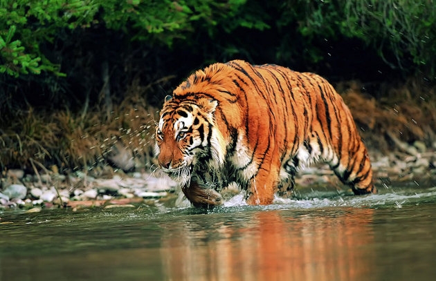 Mundo Animal : tigre (Panthera tigris)