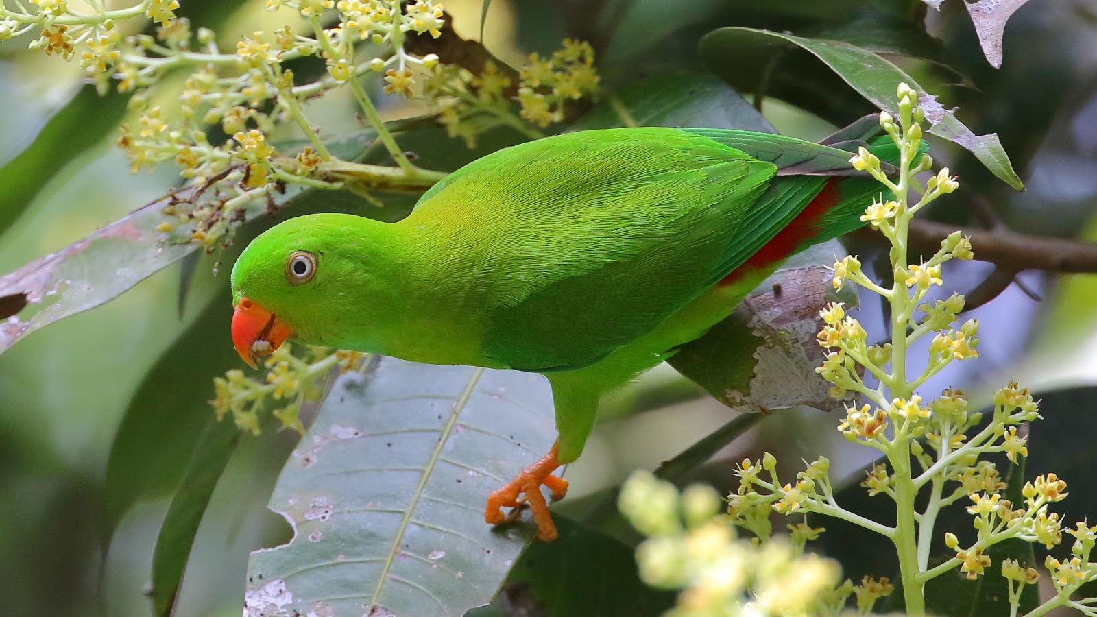 Birding ! Driving ! Soul-searching !: Parakeet / Parrot Family