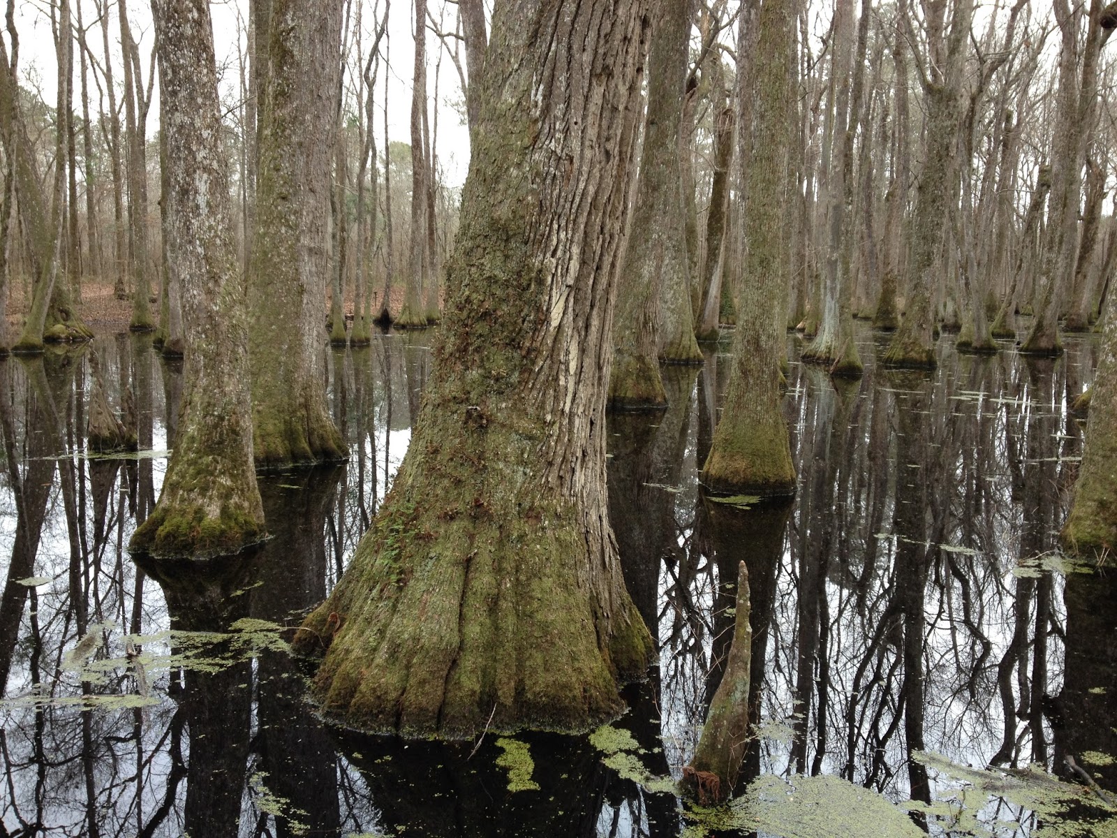 Talgache Revitalized: Cypress Swamp