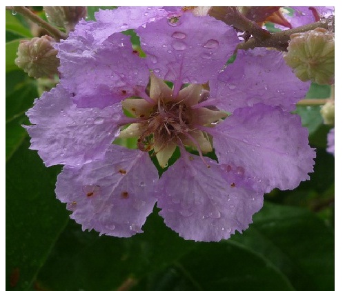 Medicinal Plants: Banaba