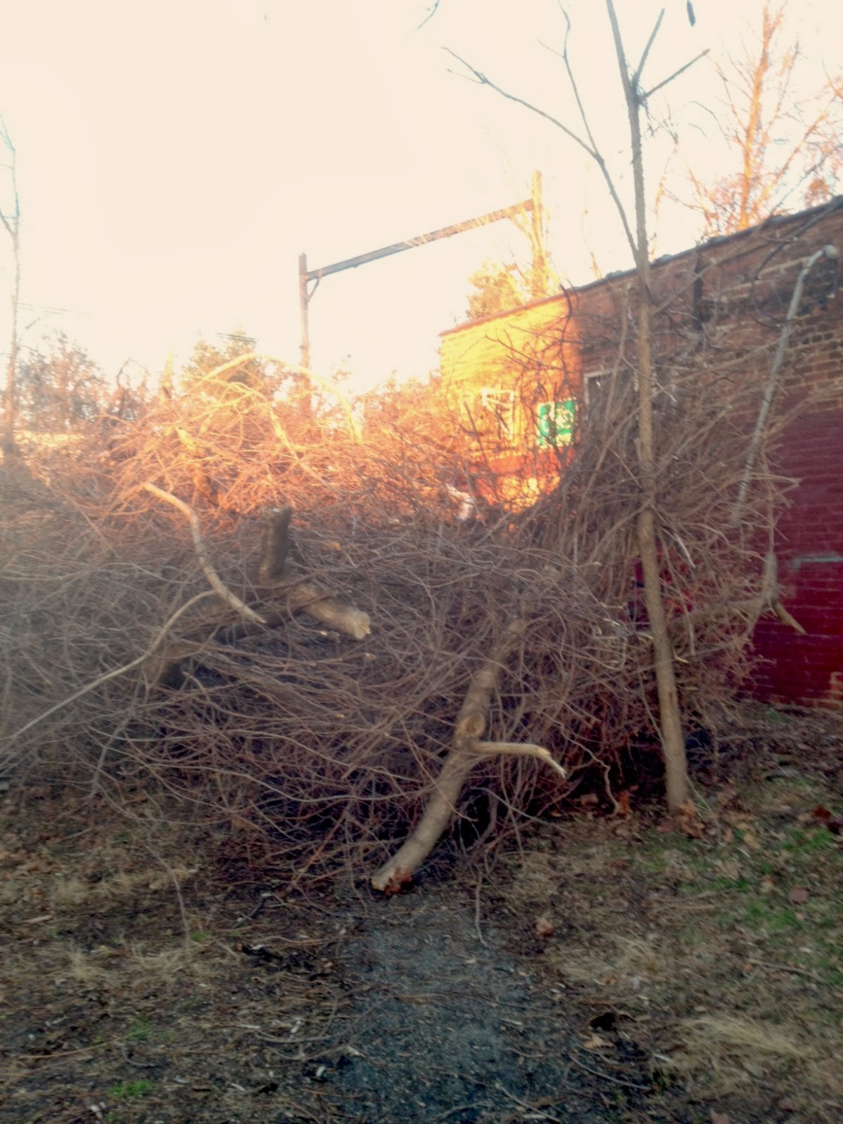 Bilenky Cycle Works: Falling Timber