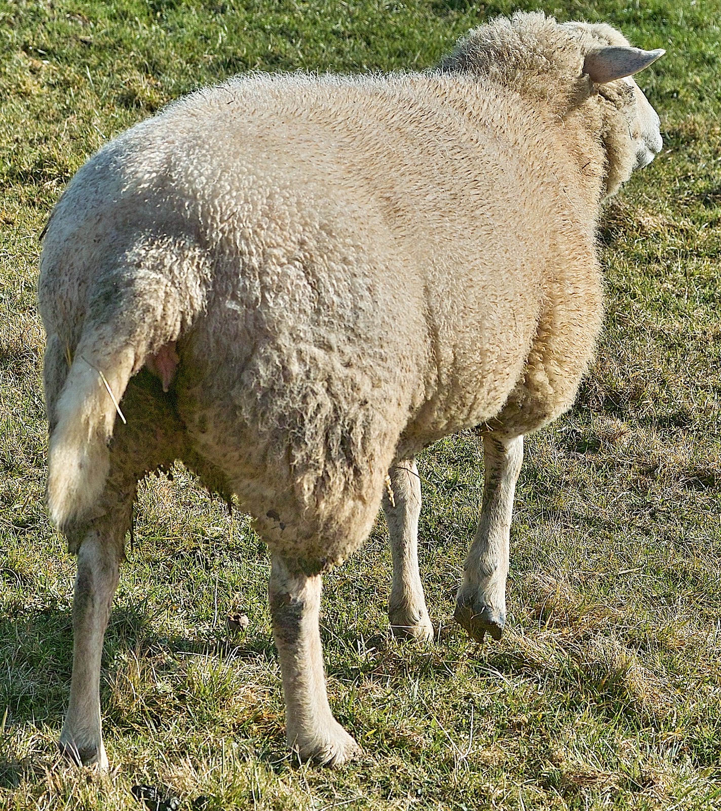 Le Mouton Qui Rit: februari 2011