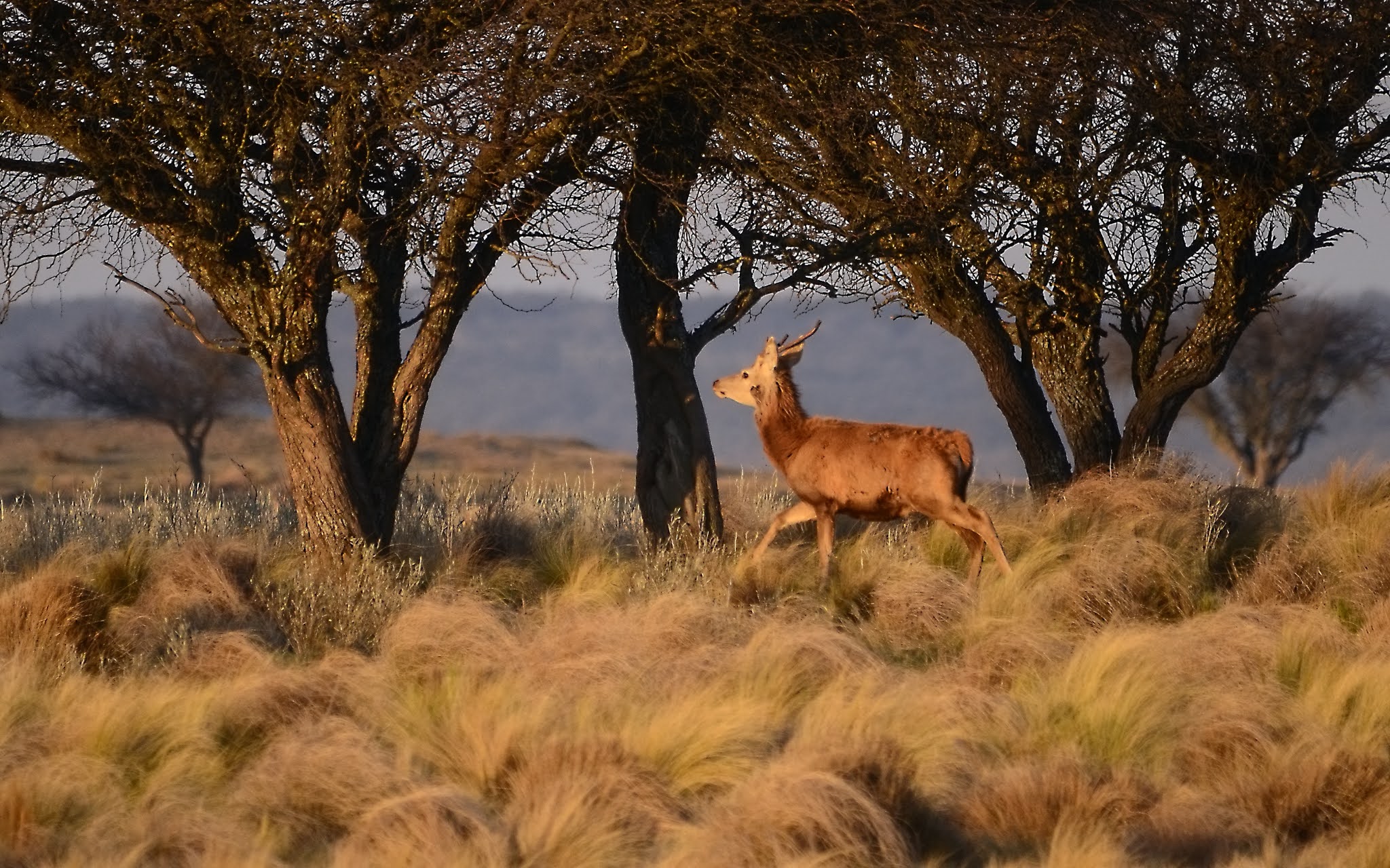 ESTANCIA NEHUEN MAPU: DISFRUTA DE TODA LA FLORA Y FAUNA EN EL MEDIO DEL ...