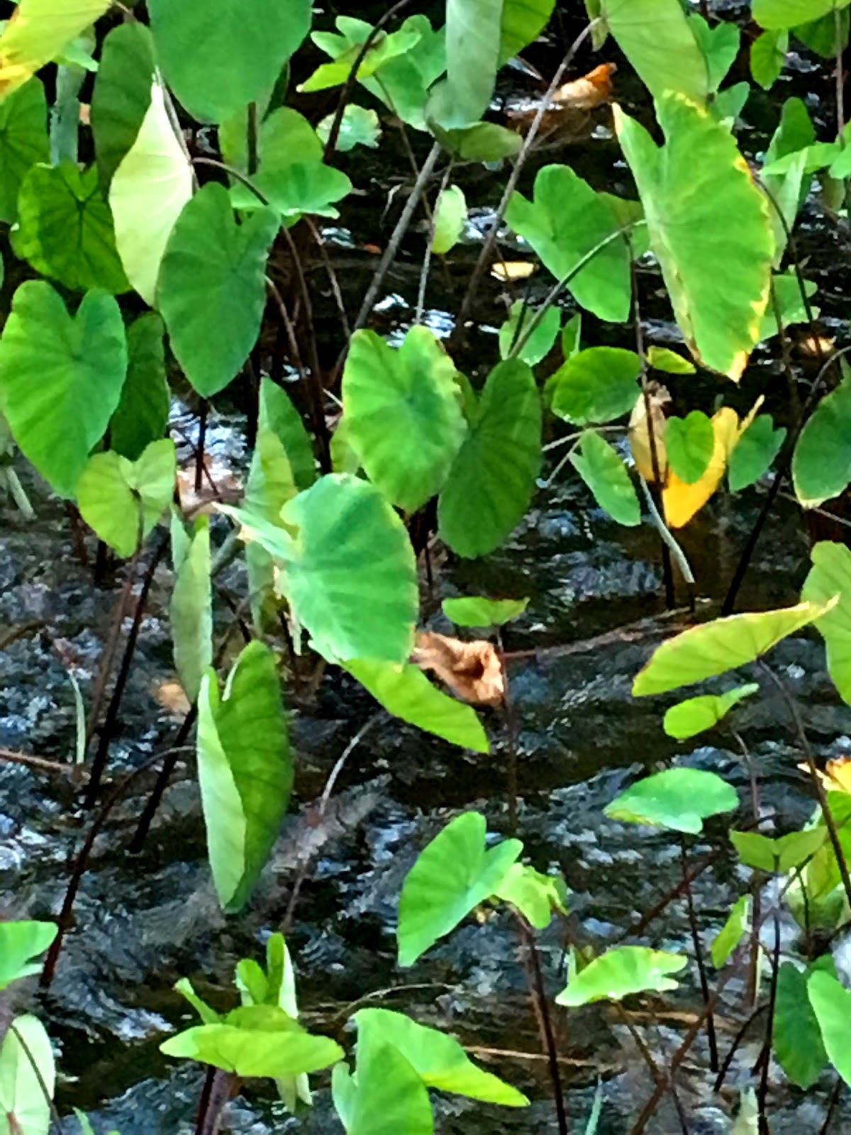Aloha from Hawaii: The Sacred, Life sustaining Hawaiian plant ancestor ...