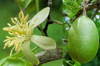 Bael - JungleKey.in Image