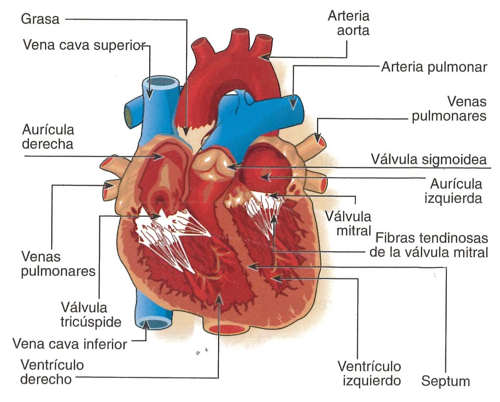 Blog del tema 6 de Irene Guerrero Romero: Art.16. Anatomía externa e ...