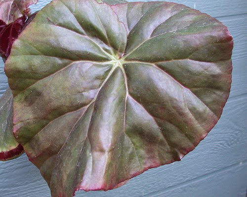 Всё о бегониях и не только...: Begonia 'Foxy Lady', Begonia 'Freddie ...