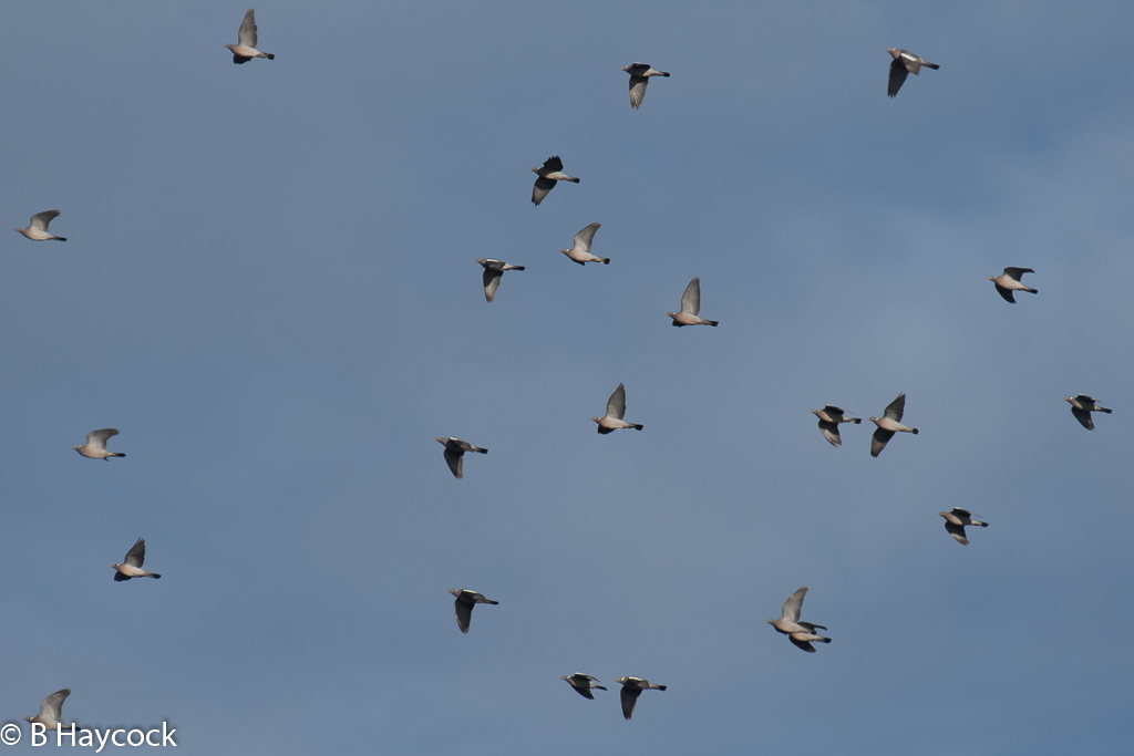 Pembrokeshire Birds: Bosherston Lakes and Stackpole Warren/coast this ...