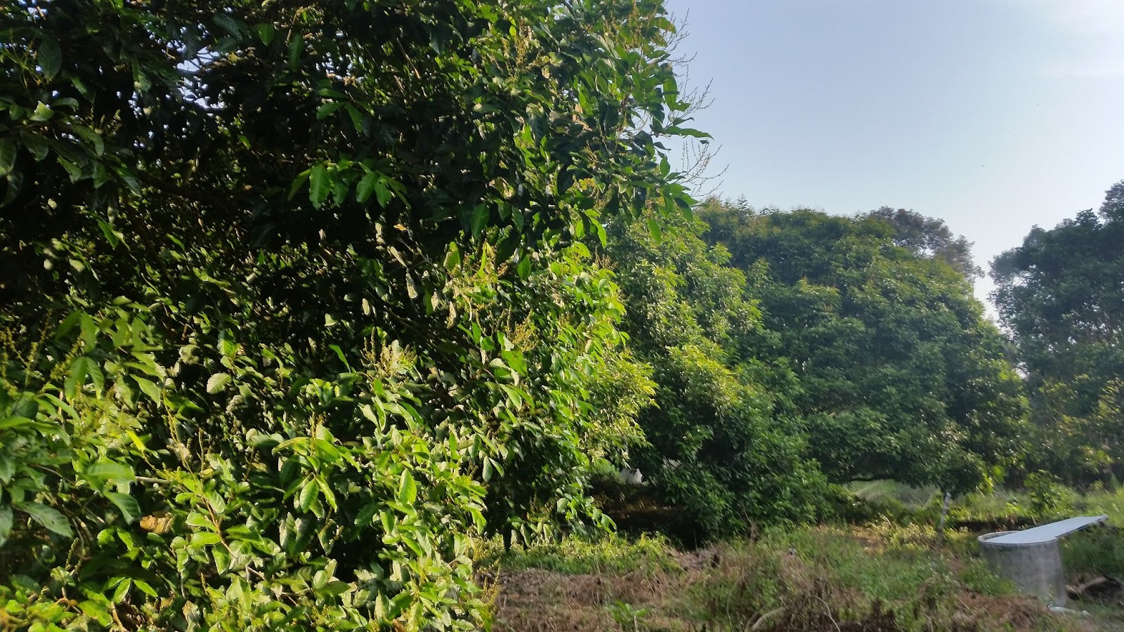 Warisan Petani: Pokok Rambutan Mula Berbunga