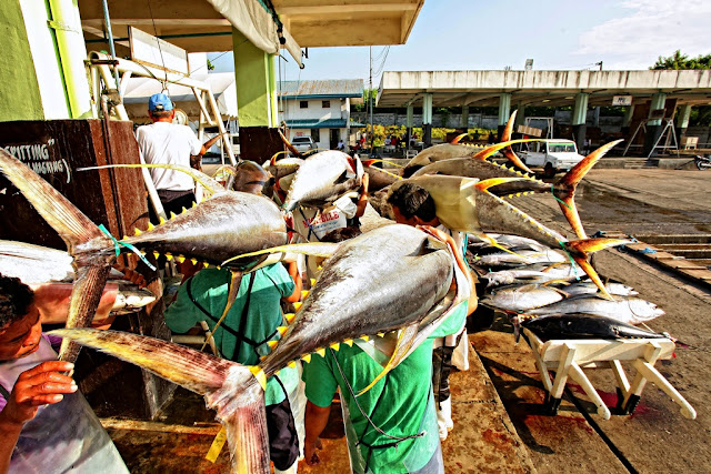Tuna-toneladang Harvest | SOCCSKSARGEN, Philippines #SOXph by Nanardx