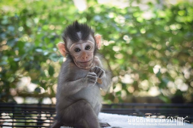 [CONMOVEDOR] Monos bebés que perdieron trágicamente sus madres, se ...