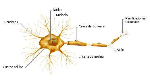 BIOLOGÍA 3º SECUNDARIA: Sistema Nervioso