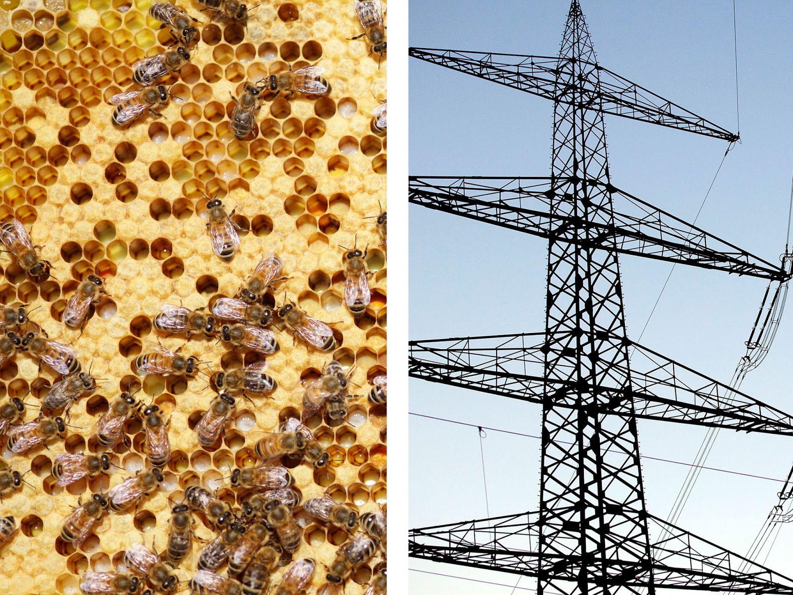 Hive Mind Manages The Grid Bio Inspired Design hive-mind-manages-the-grid-bio-inspired-design