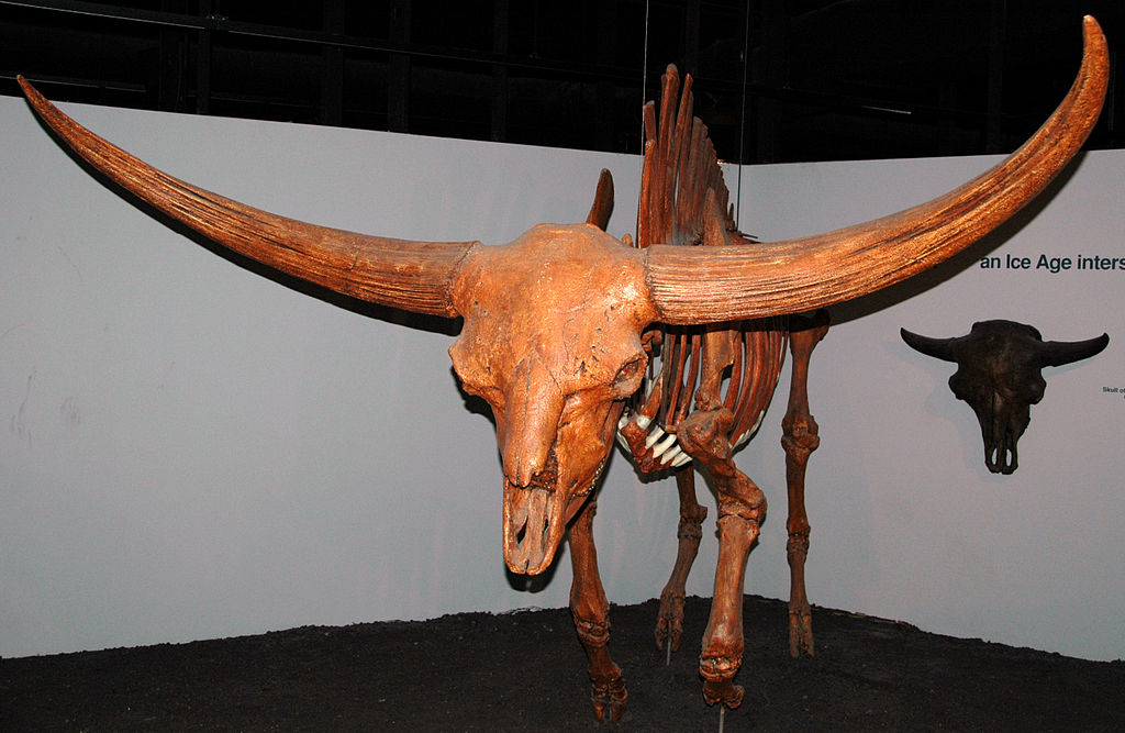 Equatorial Minnesota: Fossil Bison of the National Park Service
