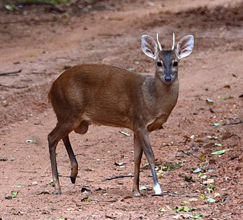Synapsida: All the World's Deer: Small Deer of South America